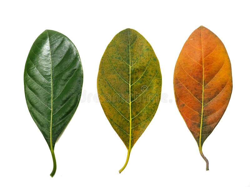 Background of Jackfruit Texture Stock Photo - Image of green, food ...
