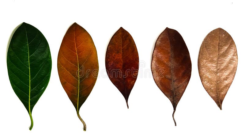 Background of Jackfruit Texture Stock Image - Image of spiked ...