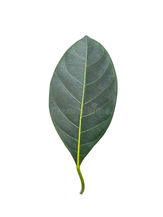 Background of Jackfruit Texture Stock Image - Image of rowing, closeip ...