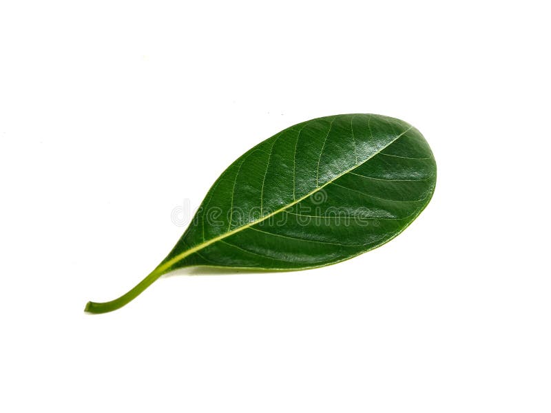 Background of Jackfruit Texture Stock Image - Image of plant, jackfruit ...