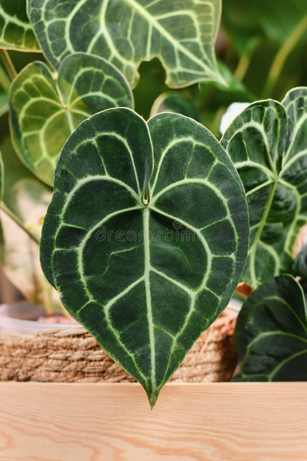 Leaf of Exotic Anthurium Clarinervium Houseplant Stock Image - Image of ...