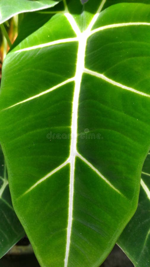 Glow green leaf stock photo. Image of wild, glow, leaf - 122575454