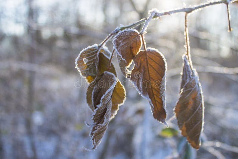 Leaf on winter background stock photo. Image of beauty - 28602148