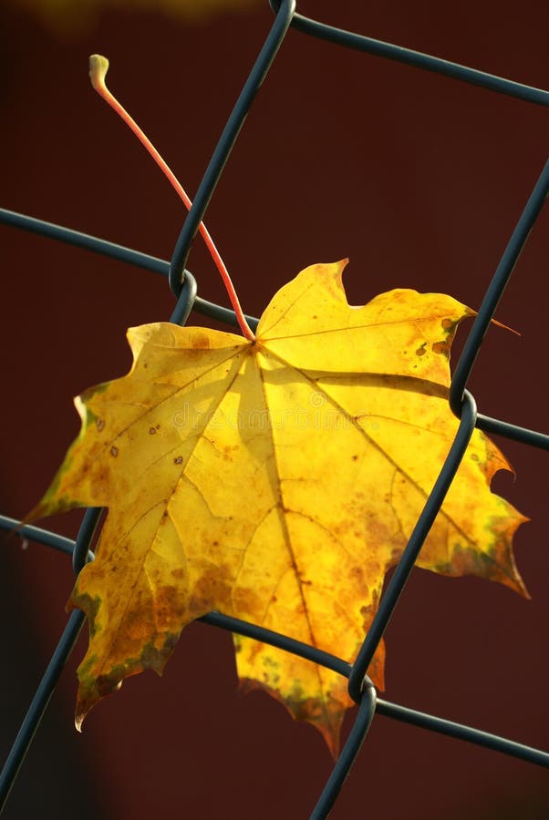 Leaf stock photo. Image of close, leaf, closeup, wire - 32587272