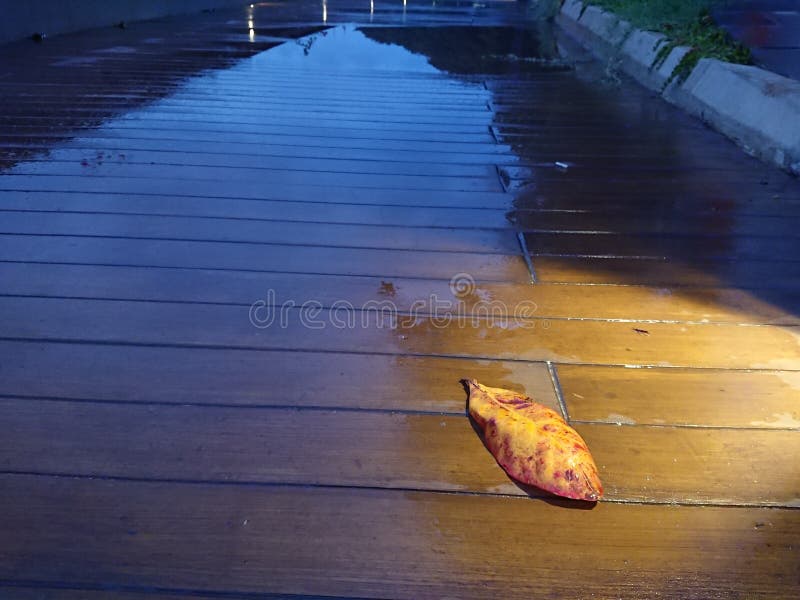 Leaf at Wooden Wet Footpath, Foot Path, after Rain in the Evening Stock ...