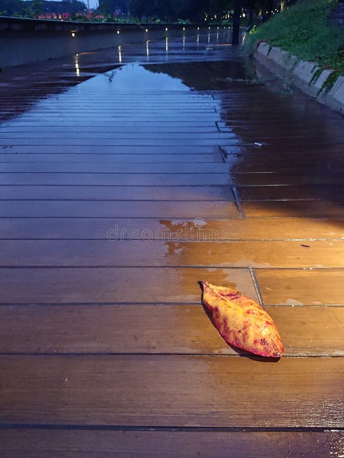 Leaf at Wooden Wet Footpath, Foot Path, after Rain in the Evening Stock ...