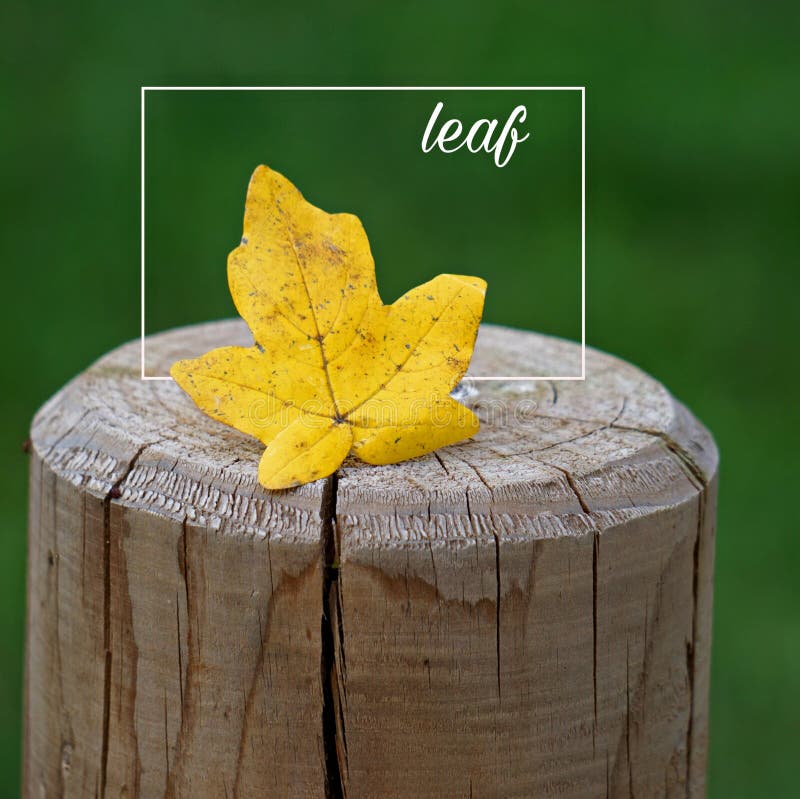 The Leaf and Words and Quotes and Letters Stock Illustration ...