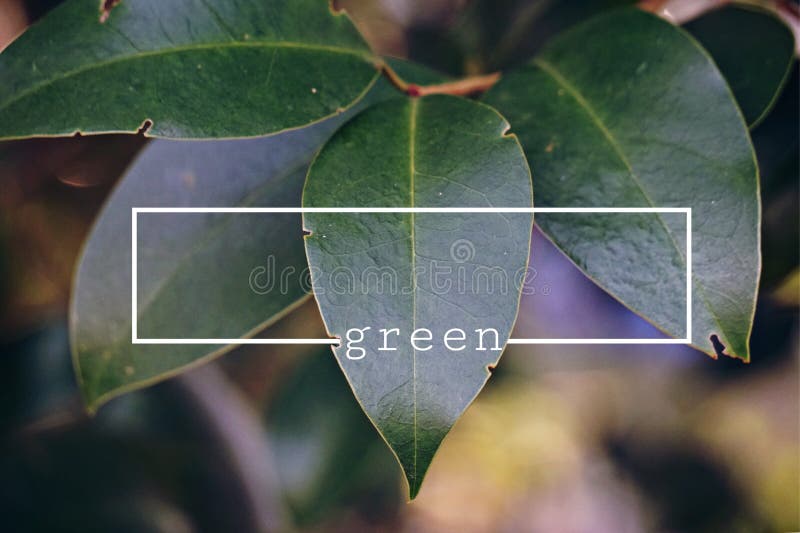 The Leaf and Words and Quotes and Letters Stock Illustration ...