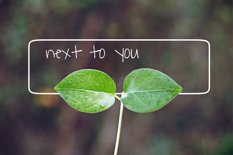 The Leaf and Words and Quotes and Letters Stock Illustration ...