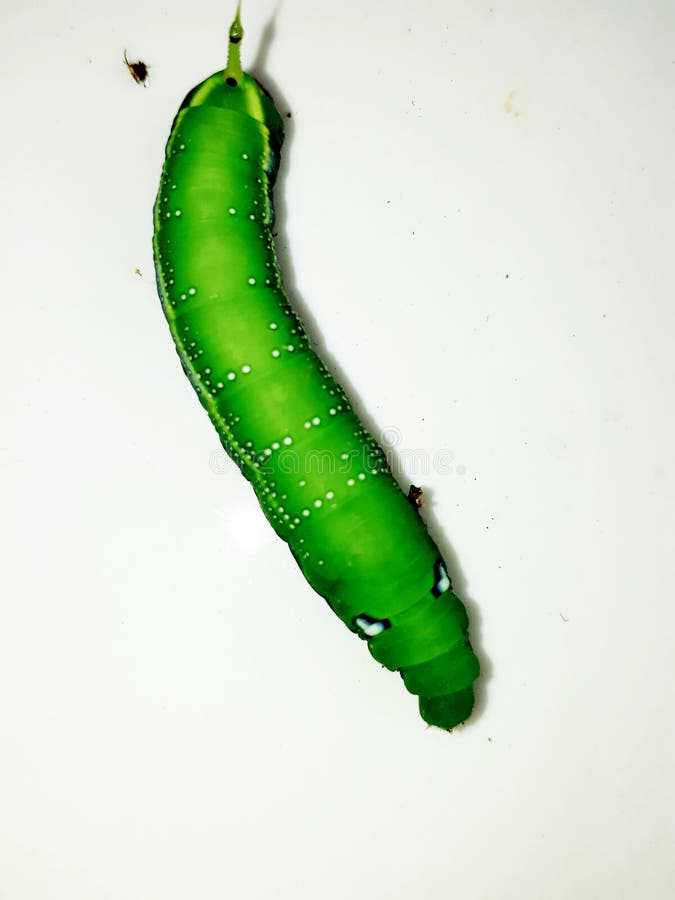 Leaf worm stock photo. Image of leaf, worm, beautiful - 136705816