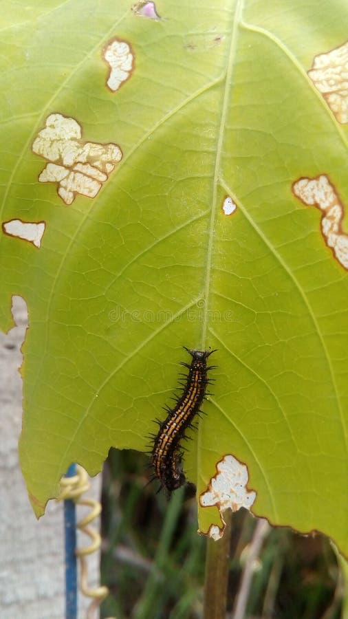 Leaf worm stock image. Image of black, nature, worm, green - 93186487