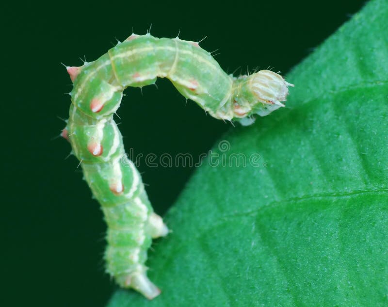 A Leaf Worm is Crawling on the Plant Stock Photo - Image of leaf ...