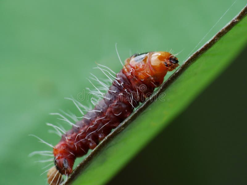 A Leaf Worm is Crawling on the Plant Stock Photo - Image of flora ...