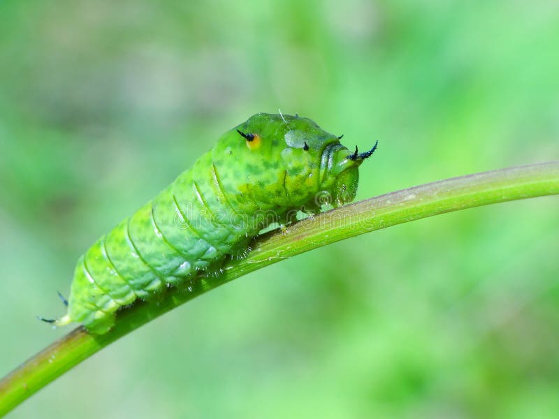 African Giant Earthworm Stock Photos - Free & Royalty-Free Stock Photos ...