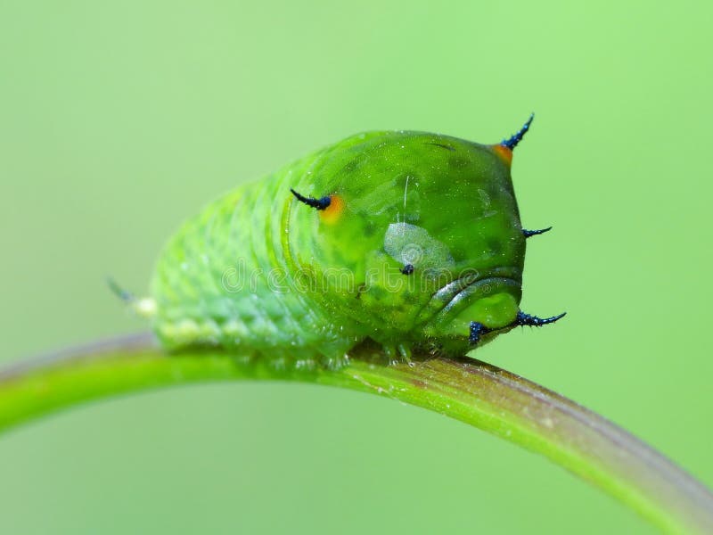 African Giant Earthworm Stock Photos - Free & Royalty-Free Stock Photos ...