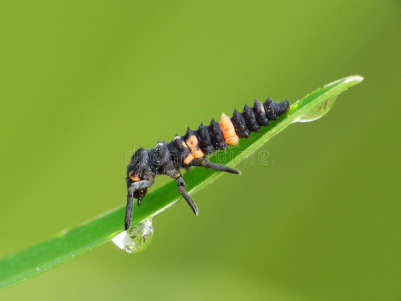 A Leaf Worm is Crawling on the Plant Stock Photo - Image of daytime ...