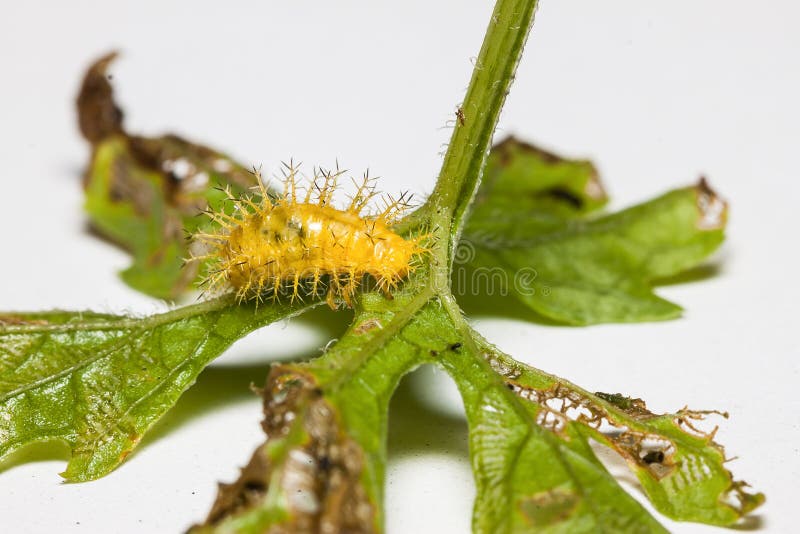 Leaf worm stock photo. Image of crawling, chrysalis, lotus - 77084754