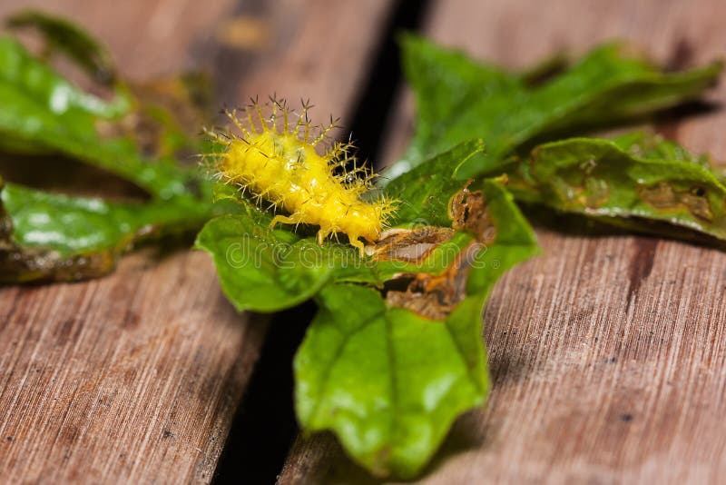 Leaf worm stock image. Image of invertebrate, plant, worm - 77085061