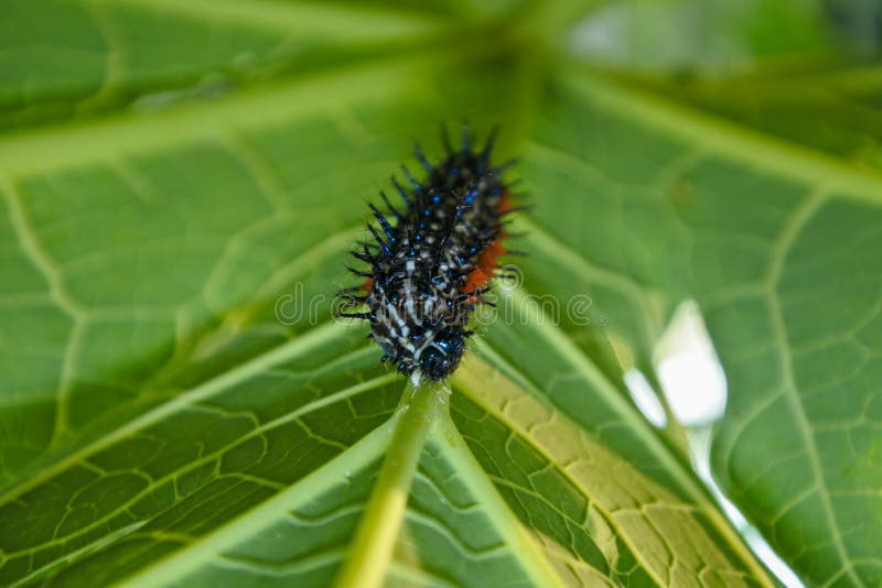 Leafworm Pests Destroying Leaves Stock Image - Image of destroyer ...