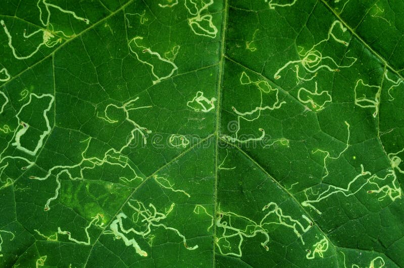 Leaf with worm trace stock photo. Image of chew, life - 10623090