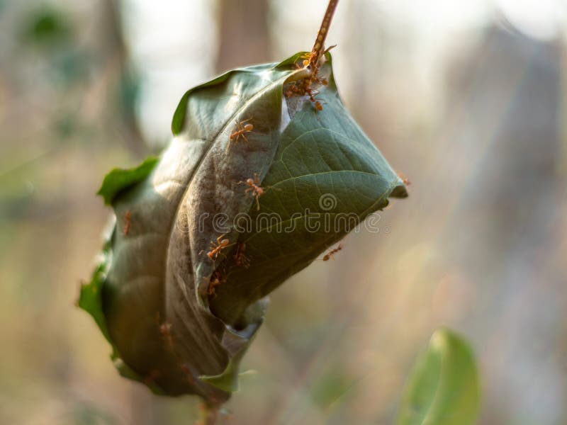 Leaf Wrapped As a Nest of Red Ants Stock Image - Image of outdoor, home ...