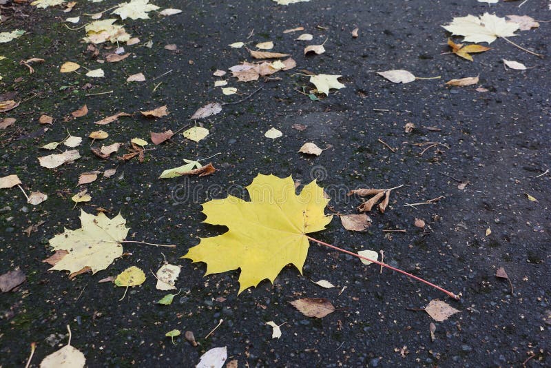 Leaf Yellow the Canadian Maple on the Earth Stock Photo - Image of fall ...