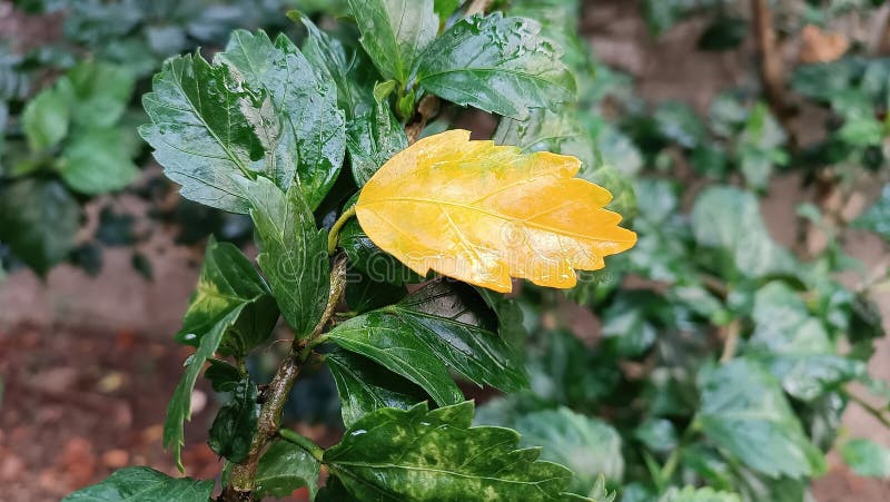 Leaf Yellow of Hibiscus Plant in Garden. Stock Photo - Image of shrub ...