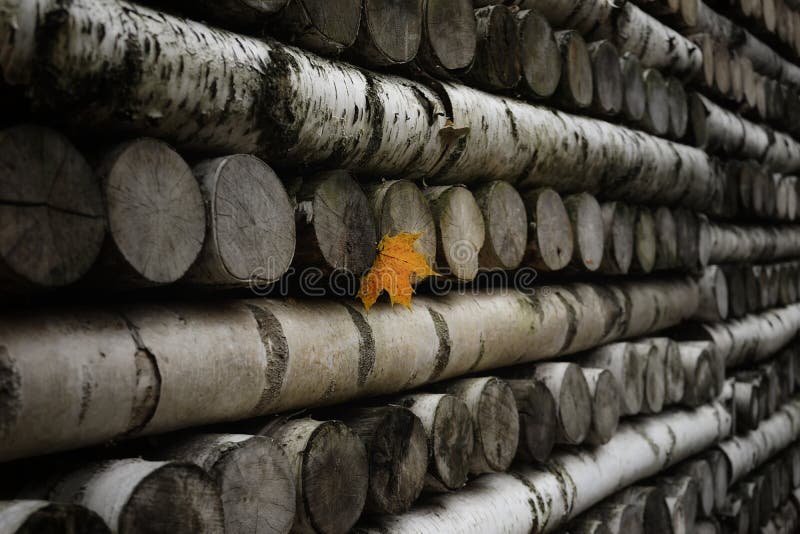 Leaf Yellow Maple Wall Logs Wood Background Close-up Stock Image ...