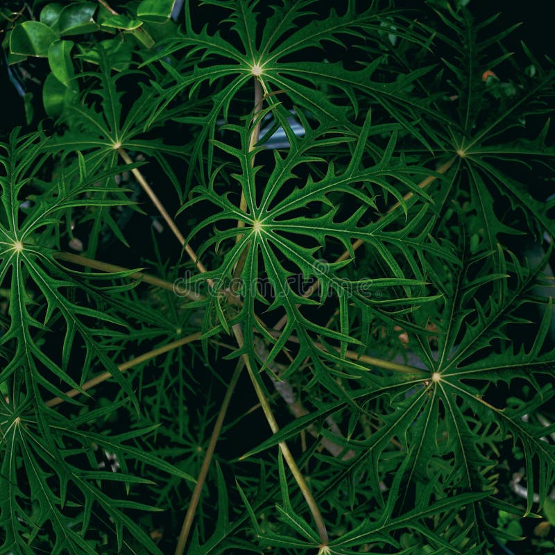 Leaf yodium stock photo. Image of flower, green, jungle - 207971370