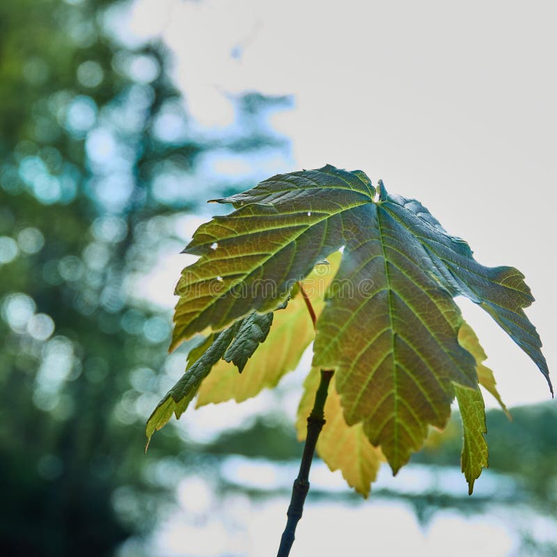 Leaf of a Young Chestnut Tree Growing Towards the Sun in Spring ...