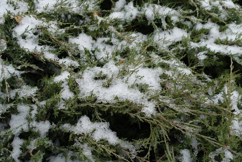 Leafage of Juniper Covered with Melting Snow Stock Photo - Image of ...