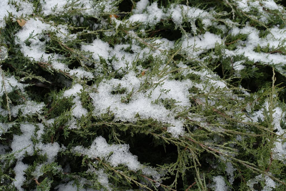 Leafage of Juniper Covered with Melting Snow Stock Photo - Image of ...