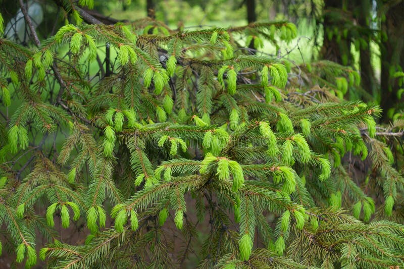 Leafage of Picea Abies with New Growth Stock Image - Image of branch ...