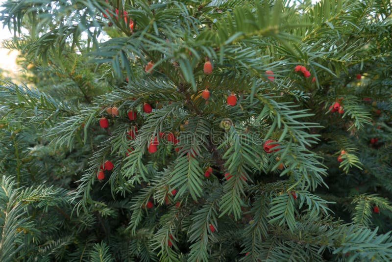 Leafage and Red Berries of European Yew Stock Photo - Image of aril ...