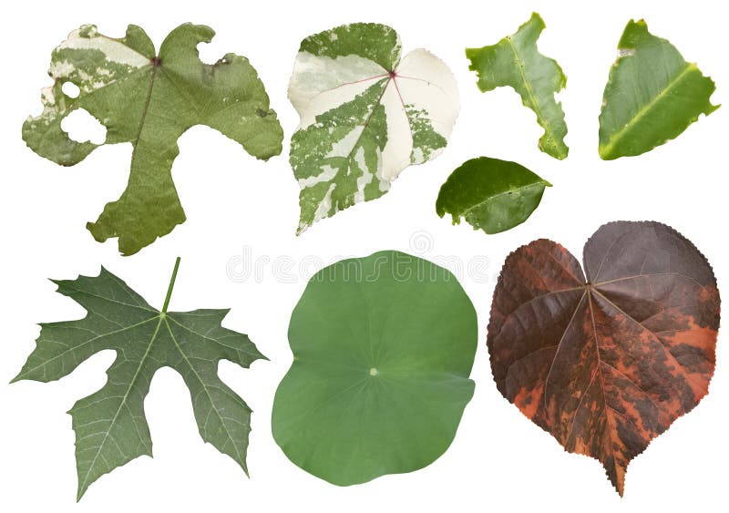 Leafage on a White Background Stock Image - Image of botany, element ...