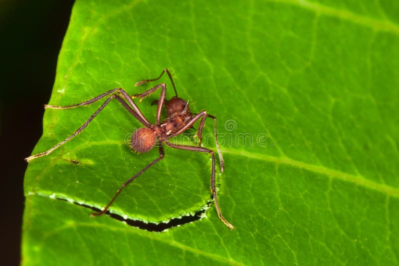 Leafcutter ant stock photo. Image of leafcutter, fauna - 23098982