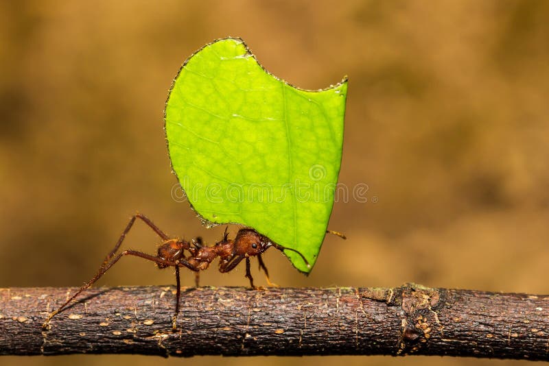 Leafcutter Ant Nest Stock Photos - Free & Royalty-Free Stock Photos ...