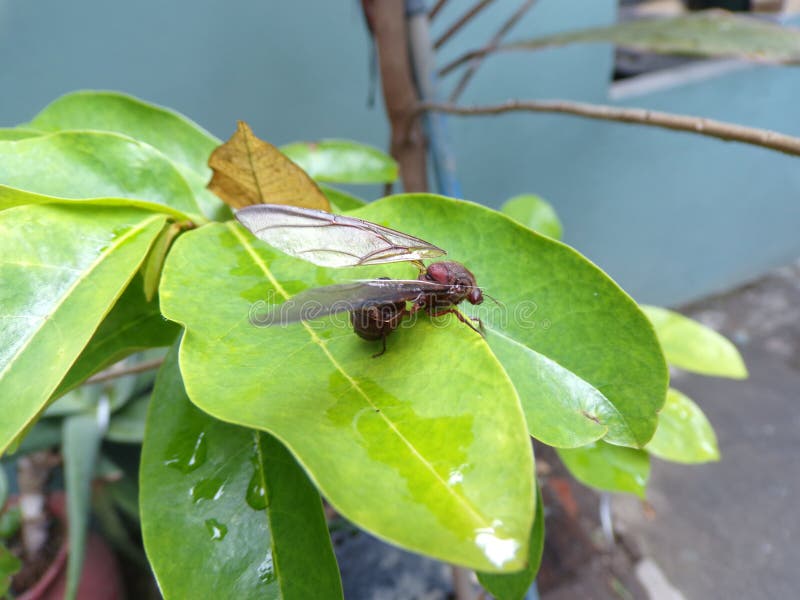 Zompopo Stock Photos - Free & Royalty-Free Stock Photos from Dreamstime