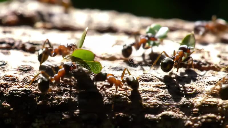Leafcutter Ants Working Together on Tree Bark: a Collaborative Effort ...