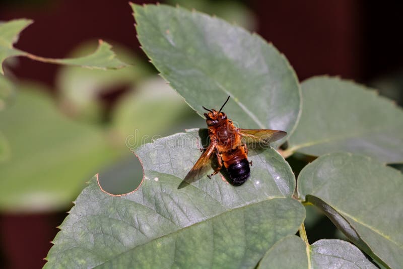 Leafcutter bee on leaf stock image. Image of animal - 220513297