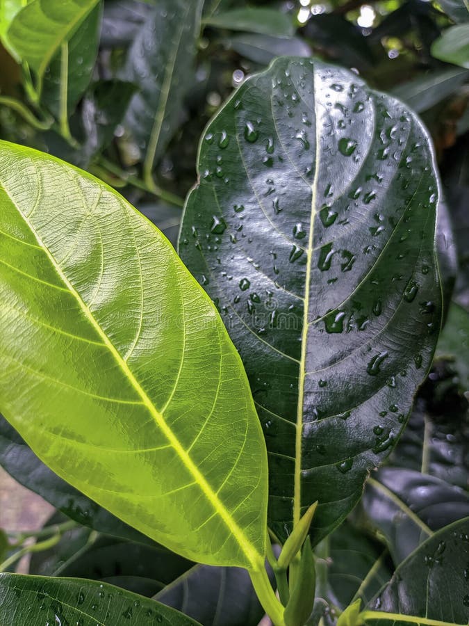 Leafe and Drizzling Rain in the Morning Stock Image - Image of ...