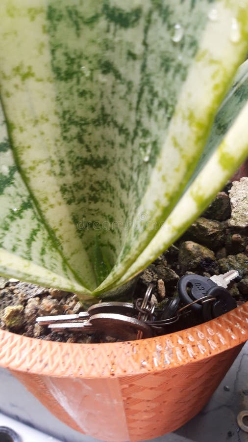 The leafe of plant stock photo. Image of animal, soil - 262474528