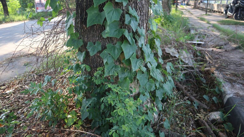 Leafes Crawling the Big Tree Stock Image - Image of crawling, leafes ...