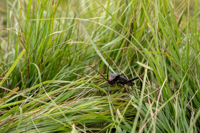 Leaffooted Bug in Tall Grass Stock Image - Image of grasses, outdoor ...