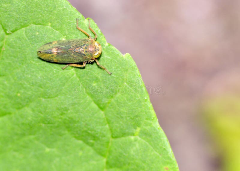 Leafhopper stock image. Image of nature, leafhopper, beauty - 15232759