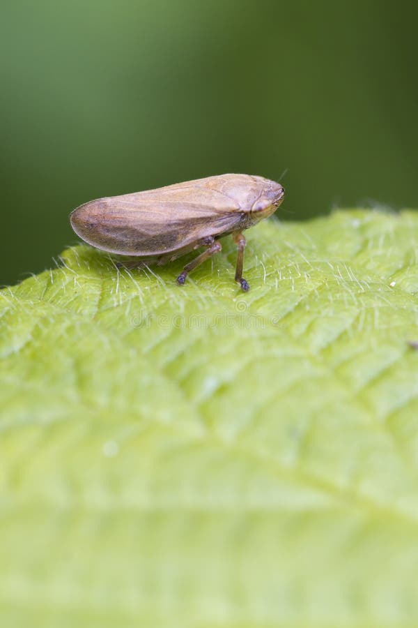 Leafhopper stock photo. Image of grass, alien, remote - 23617022