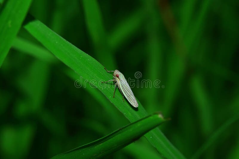 Rice Green Leafhopper Stock Photos - Free & Royalty-Free Stock Photos ...
