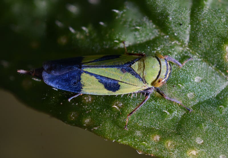 Leafhopper Blue and Green Texture with Leaf Background Stock Image ...