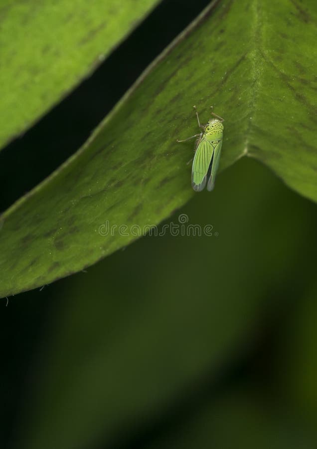 Leafhopper Insect on a Green Leaf Stock Photo - Image of habitat ...