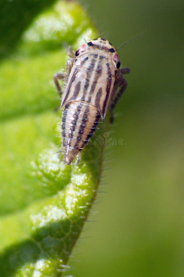 Leafhopper on a leaf stock image. Image of cotacachi - 263776263